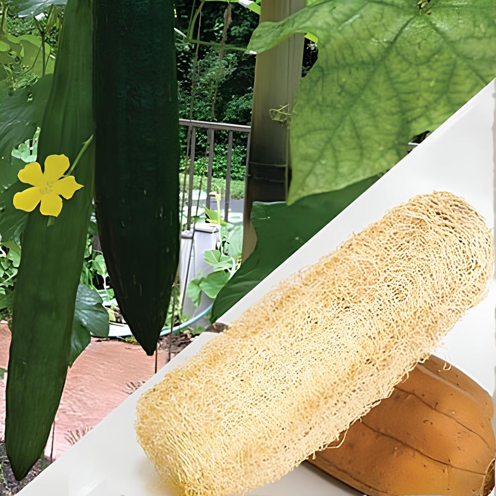 Courge Eponge / Luffa ( 8 Graines ) - Graines Tunisie - Graines