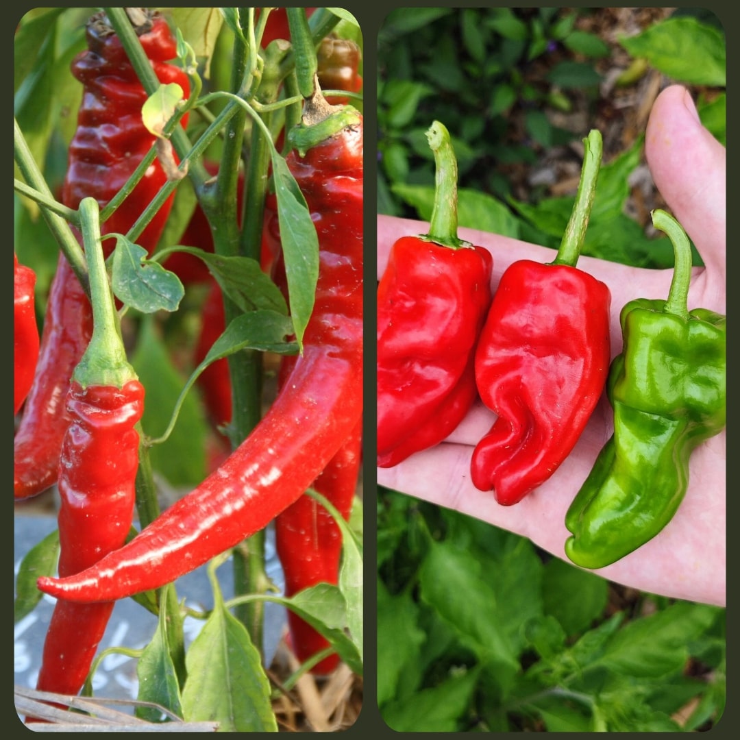Melange Piment Pardon/Piment Maule's Long (15 graines ) - Graines ...