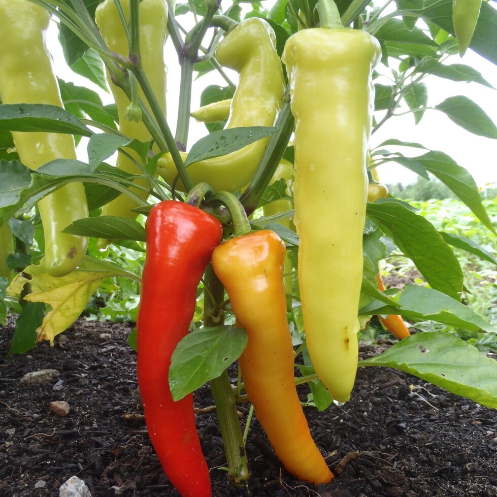 Poivron Banane ( 15 Graines ) - Graines Tunisie - Graines